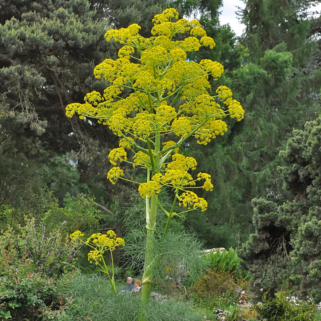 Ferula – Garisar
