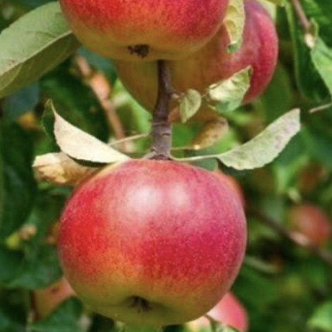 Muscatel Apple – Garisar
