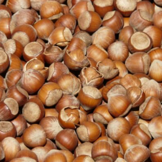 Delicious and Nutritious: Garisar Double Roasted Hazelnuts Paste