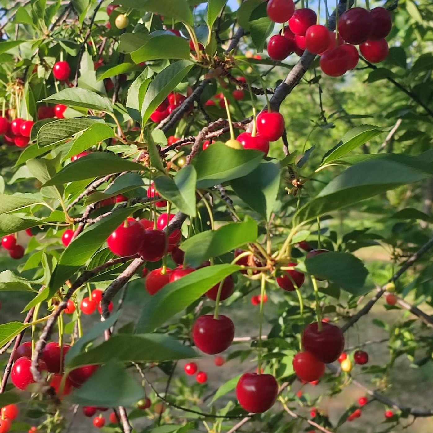 Sour Cherry – Garisar