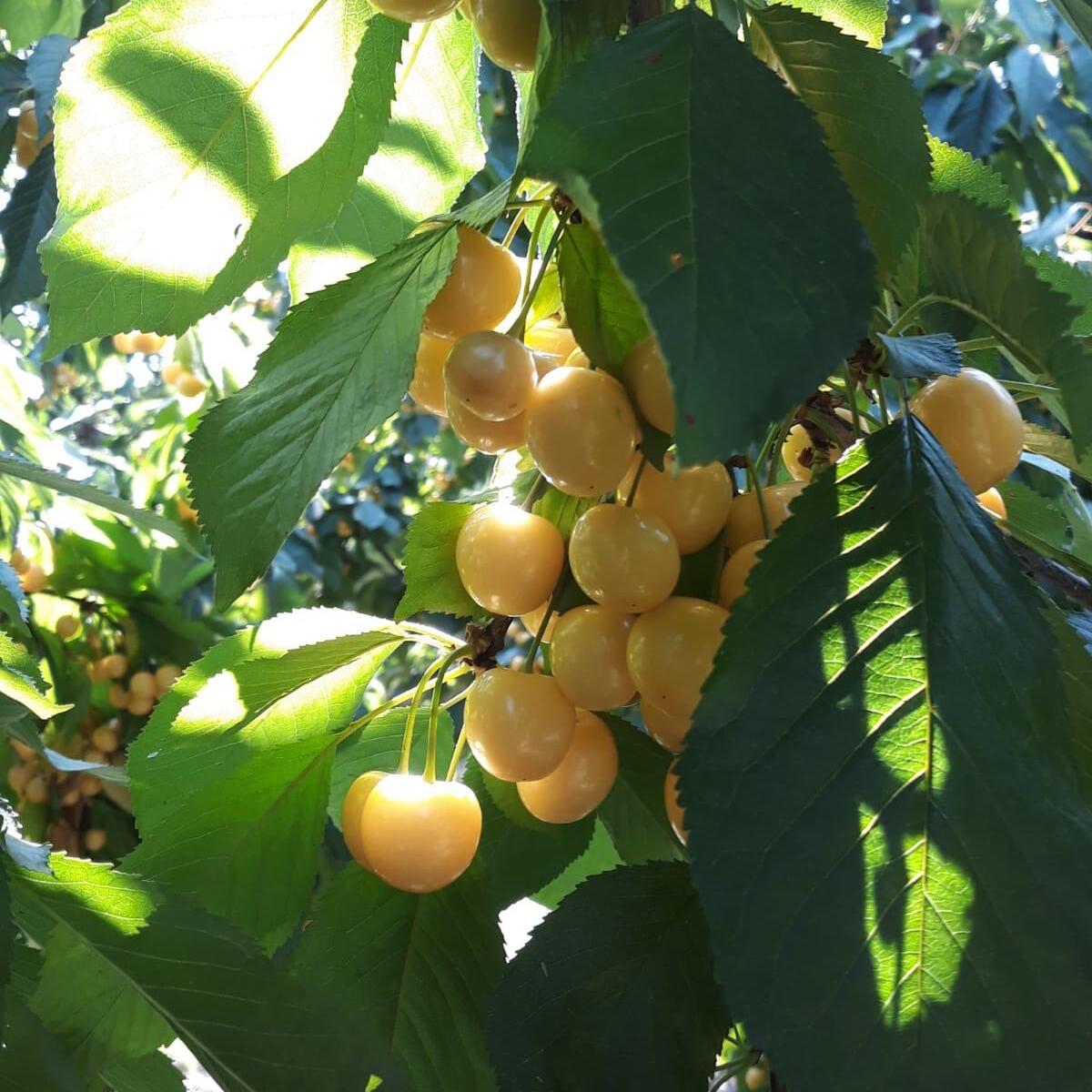 White Cherry – Garisar